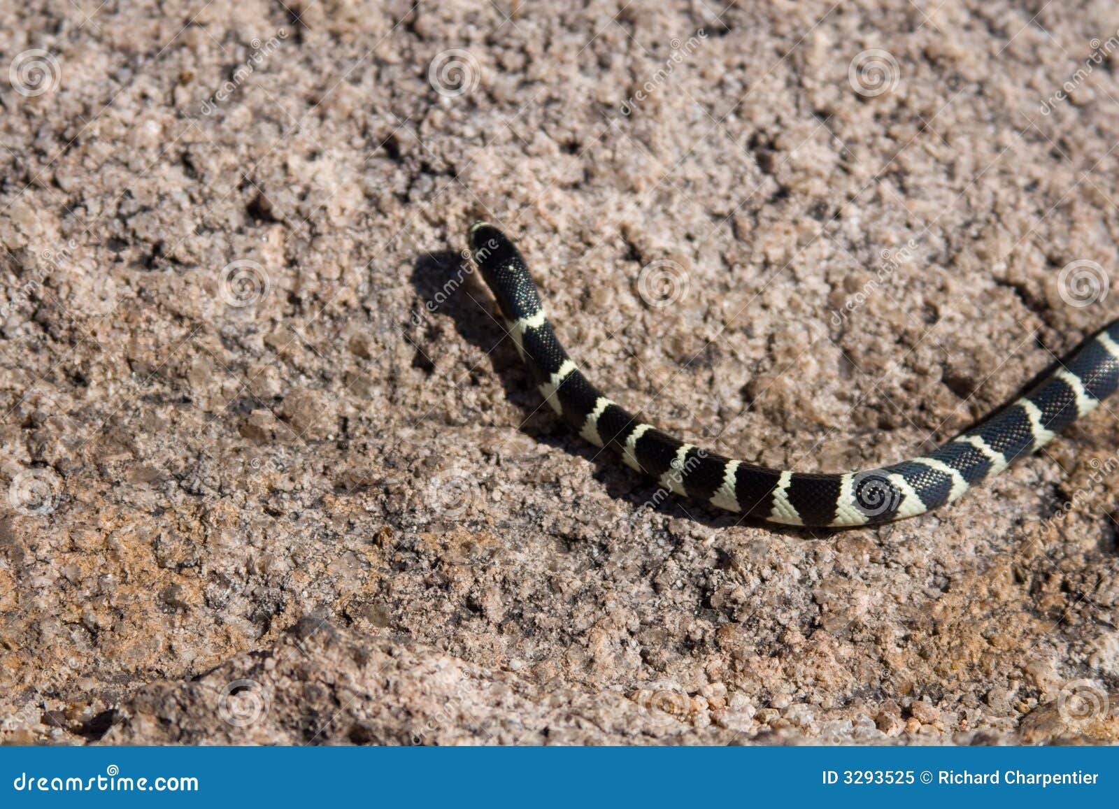 King Snake on the move stock image. Image of common, king - 3293525