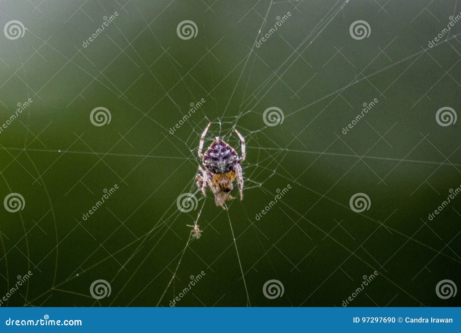 King Spider stock photo. Image of kingofspider, alone - 97297690