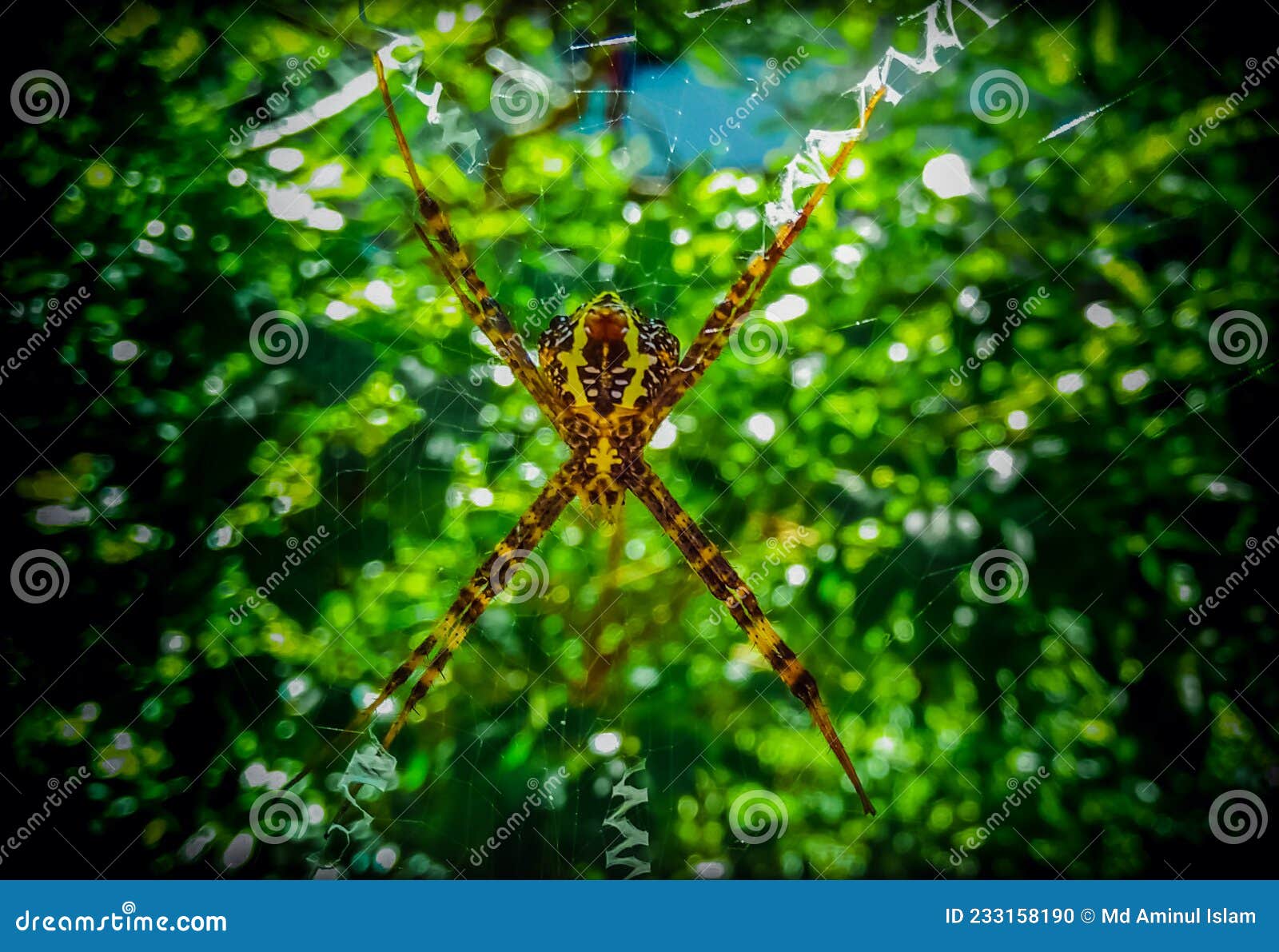 King spider on a wave stock photo. Image of sunlight - 233158190