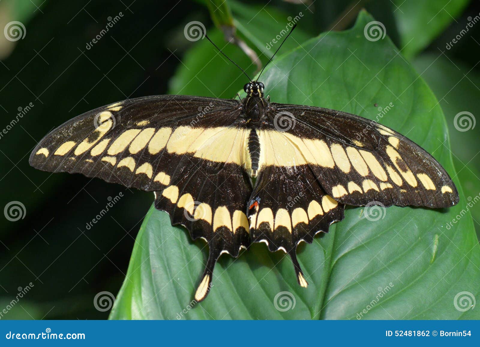 King Swallowtail butterfly stock photo. Image of lepidpotera - 52481862