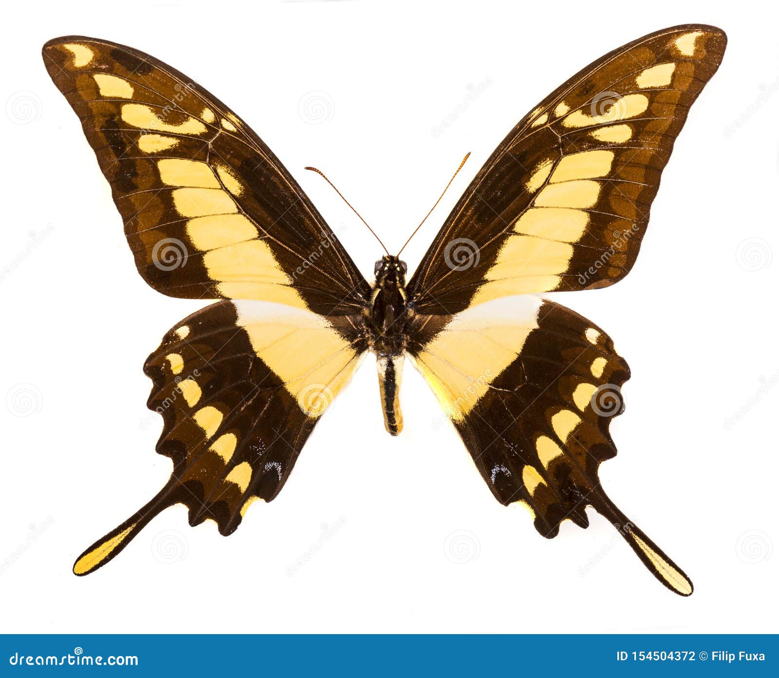 Papilio Thoas, The King Swallowtail Butterfly Royalty-Free Stock Image ...