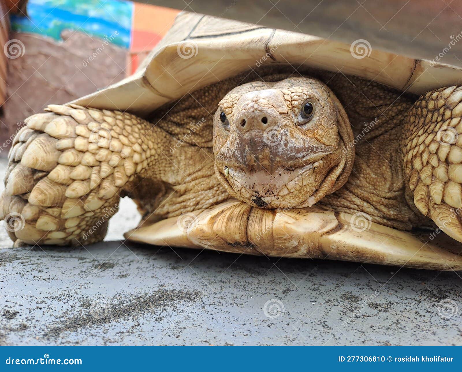 The King Turtle at the Zoo Smile Stock Photo - Image of turtle, smile ...