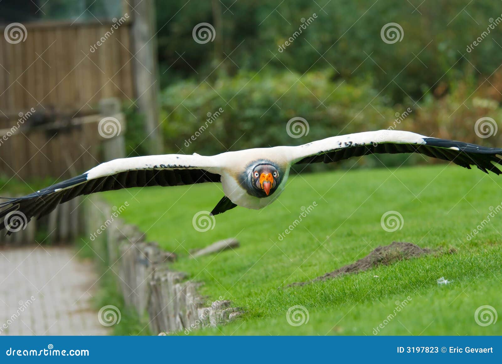 King Vulture stock image. Image of natural, america, skin - 3197823