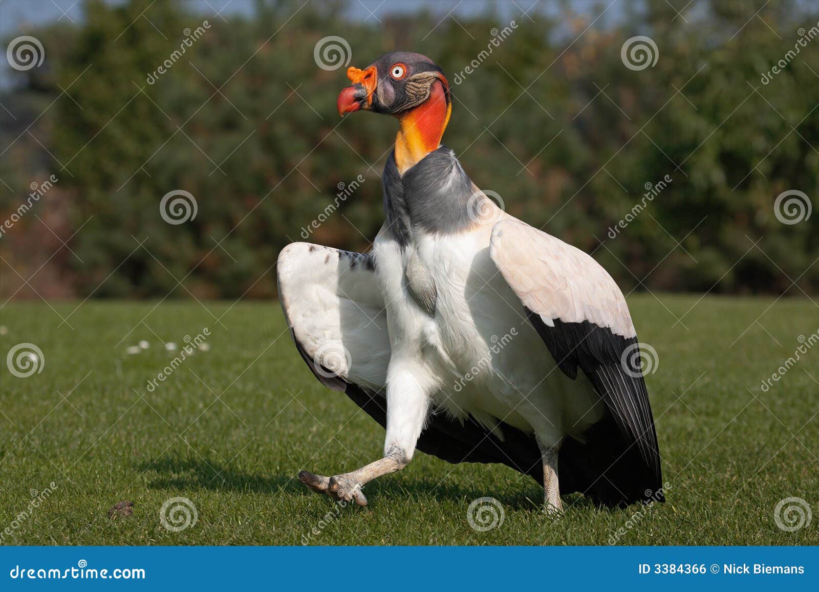 King Vulture stock photo. Image of northern, bird, feathers - 3384366