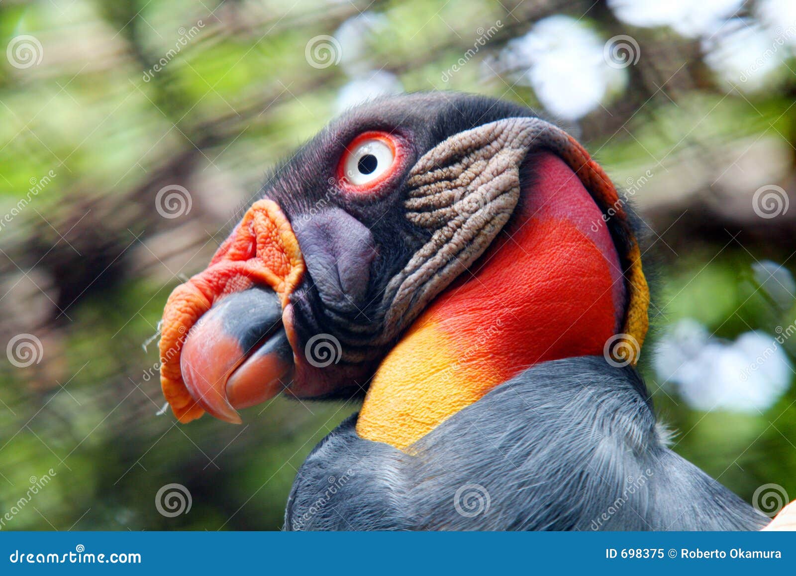 King vulture stock image. Image of eyeball, avarian, colorful - 698375