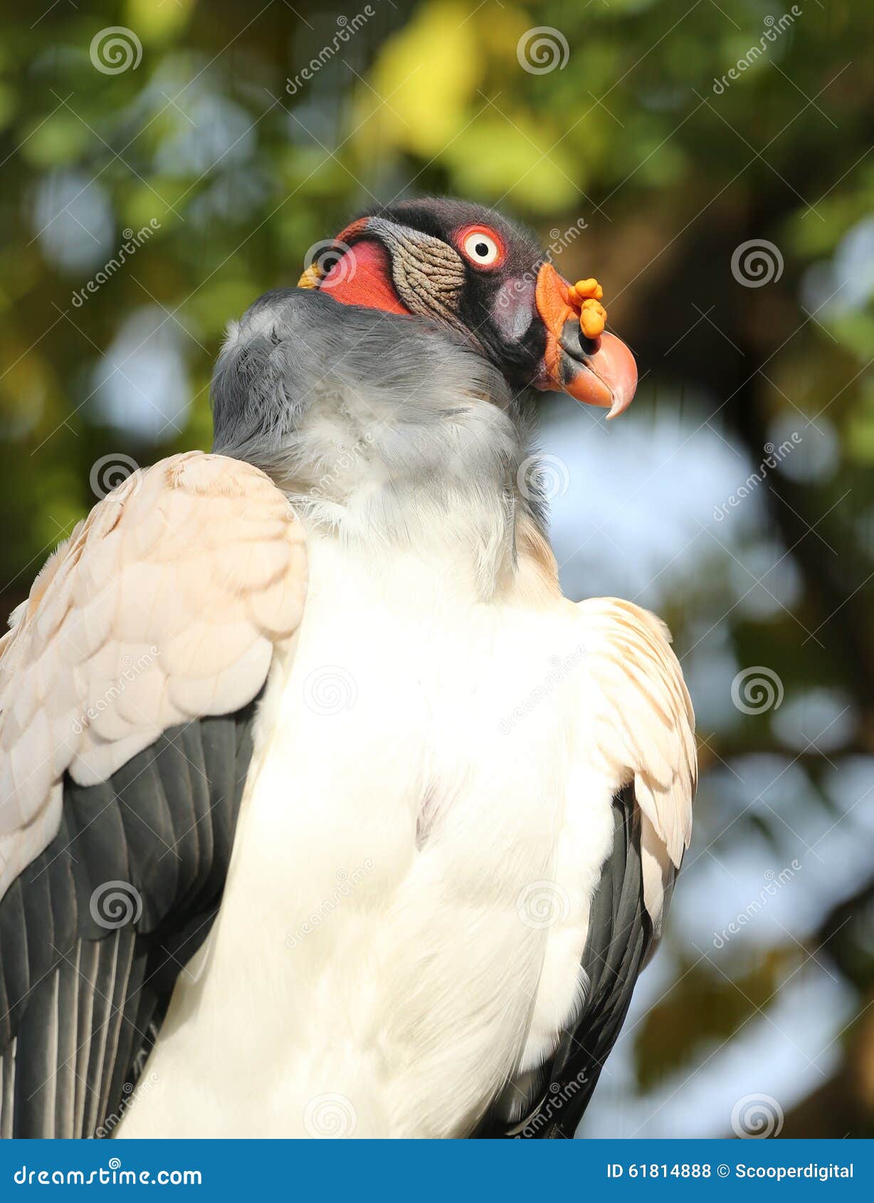 King Vulture stock photo. Image of glide, colorful, vulture - 61814888