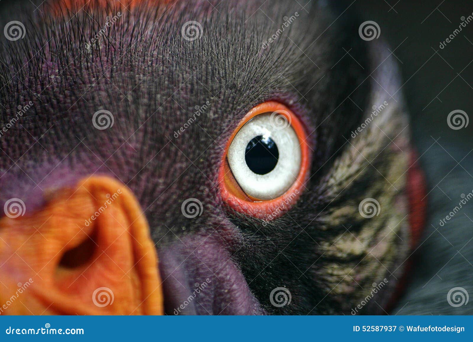 Pale Blue Vulture Eye