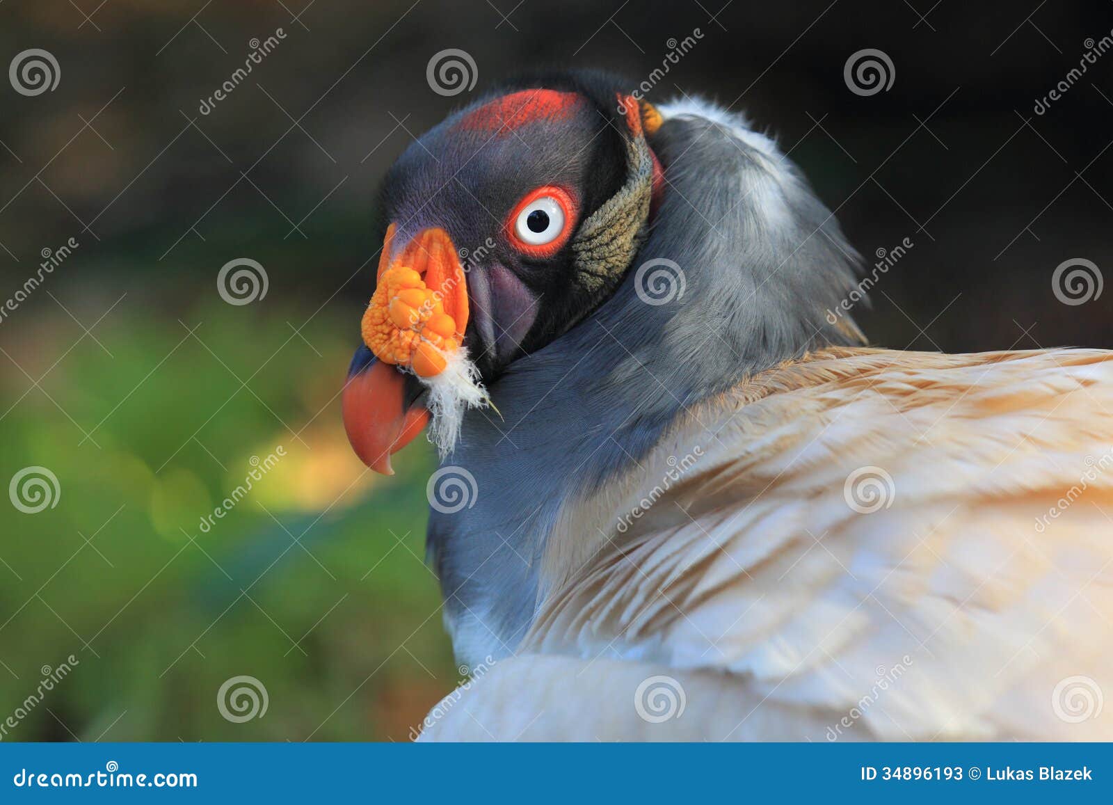 King vulture stock image. Image of body, large, vulture - 34896193