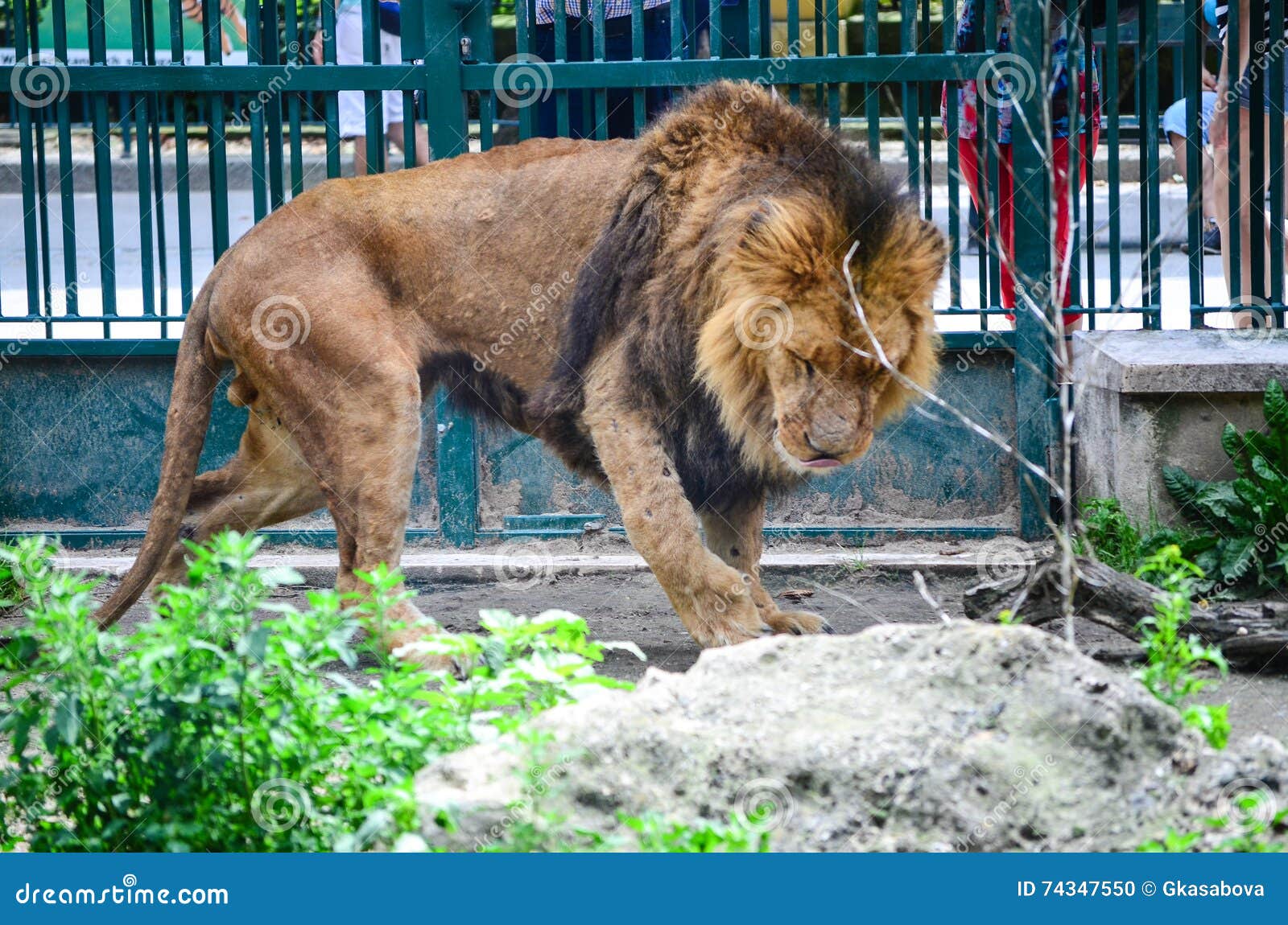 King at zoo stock photo. Image of attraction, animal - 74347550