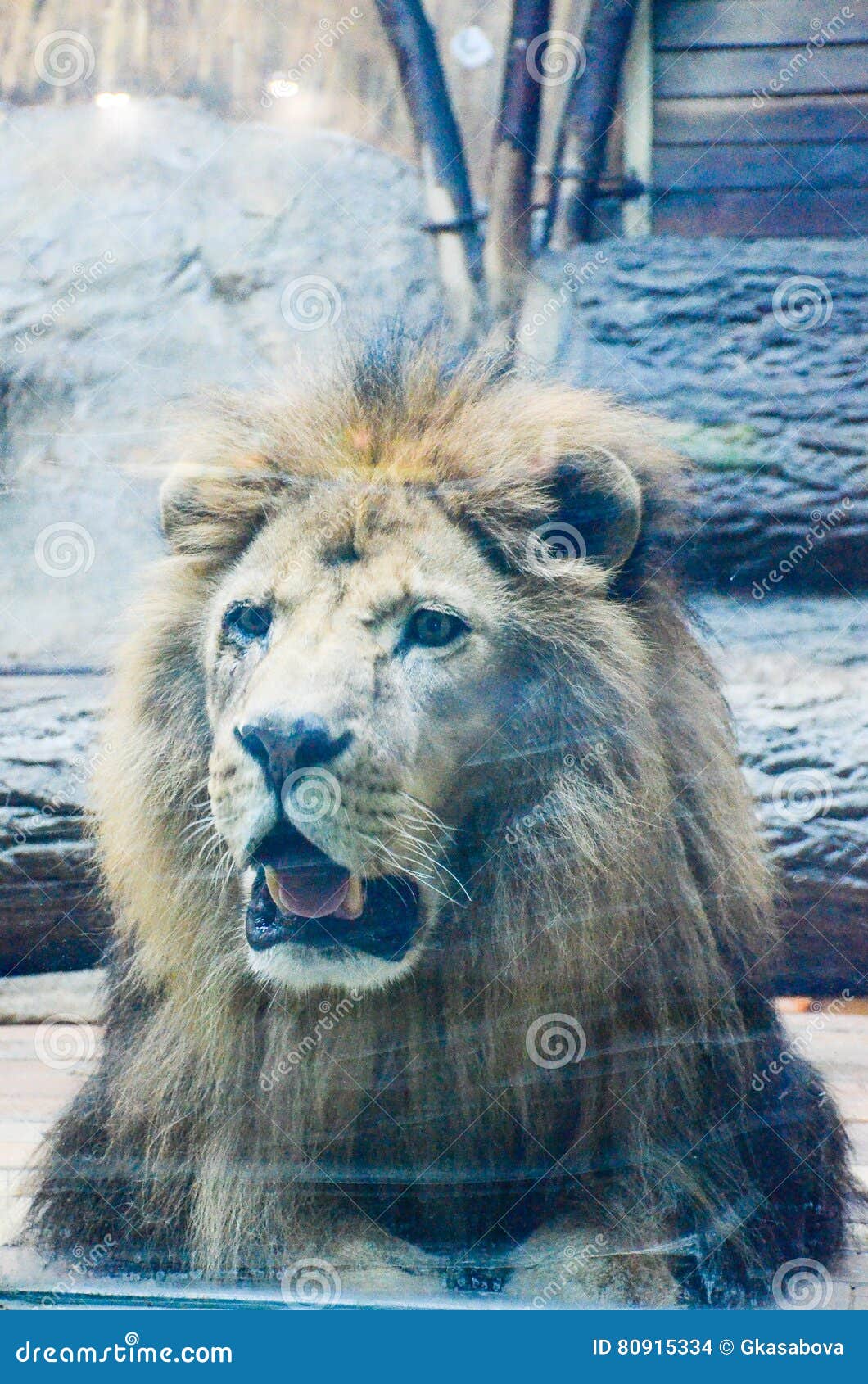 Tuscan Zoo Animal Photos - Free & Royalty-Free Stock Photos from Dreamstime