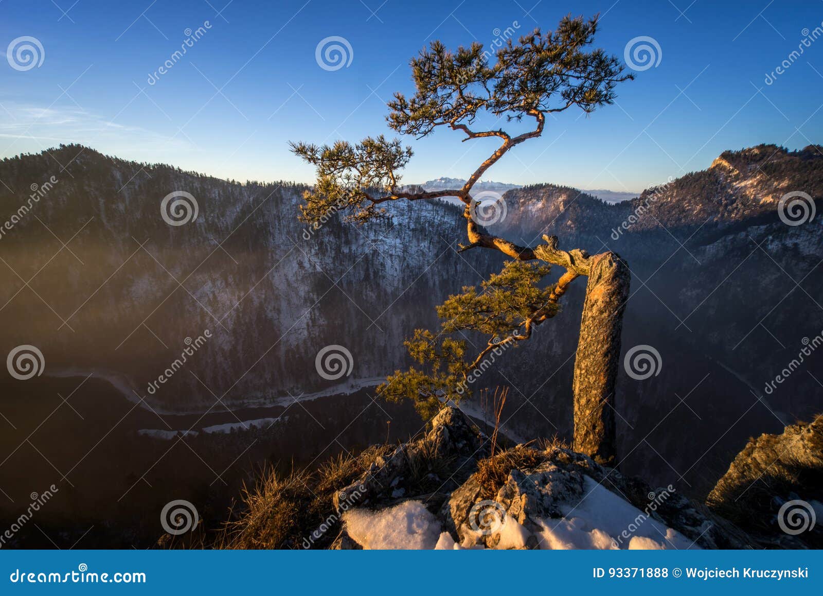 Kinga Tree Stock Image | CartoonDealer.com #93371863