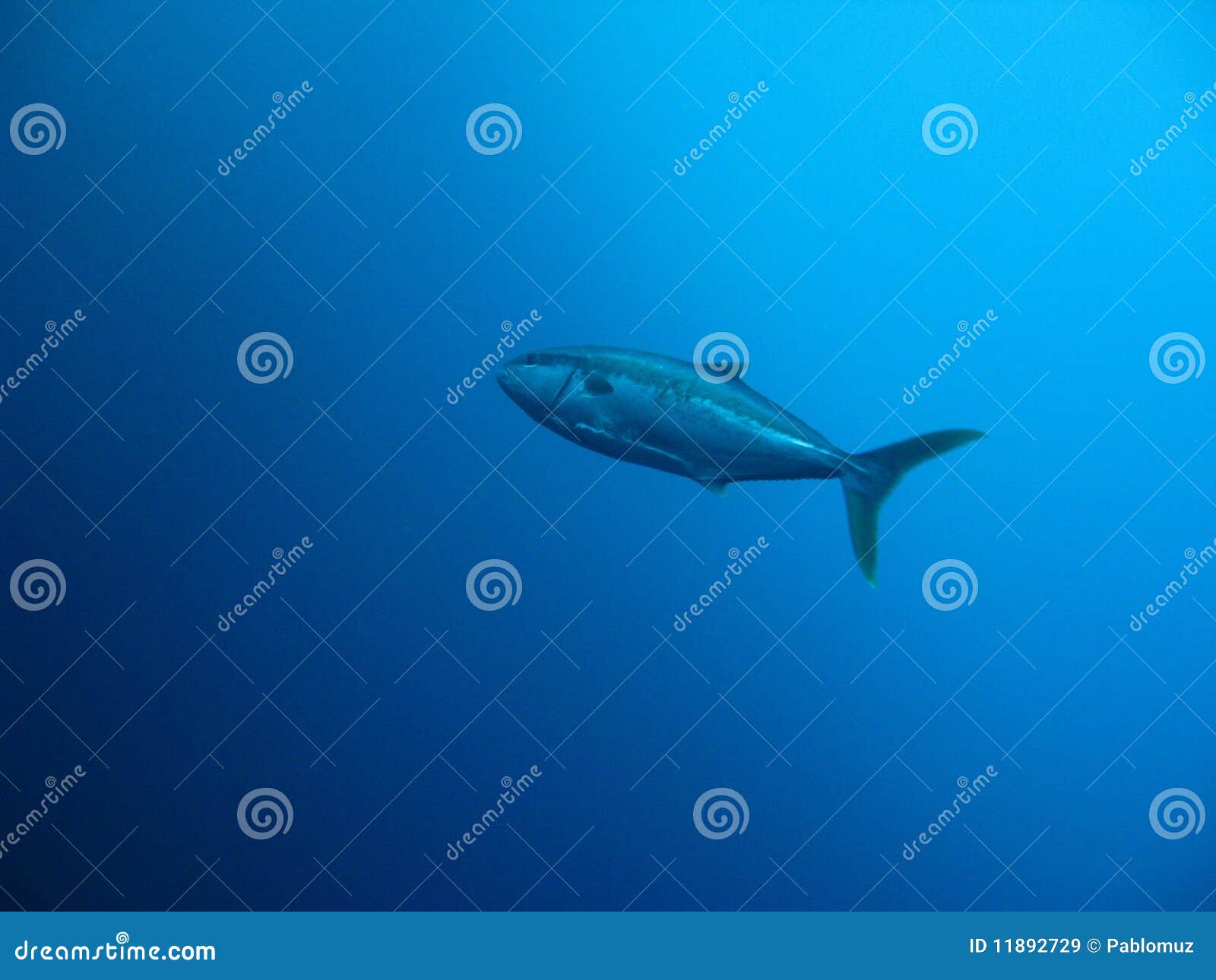 Kingfish stock image. Image of marine, deep, alone, tuna - 11892729