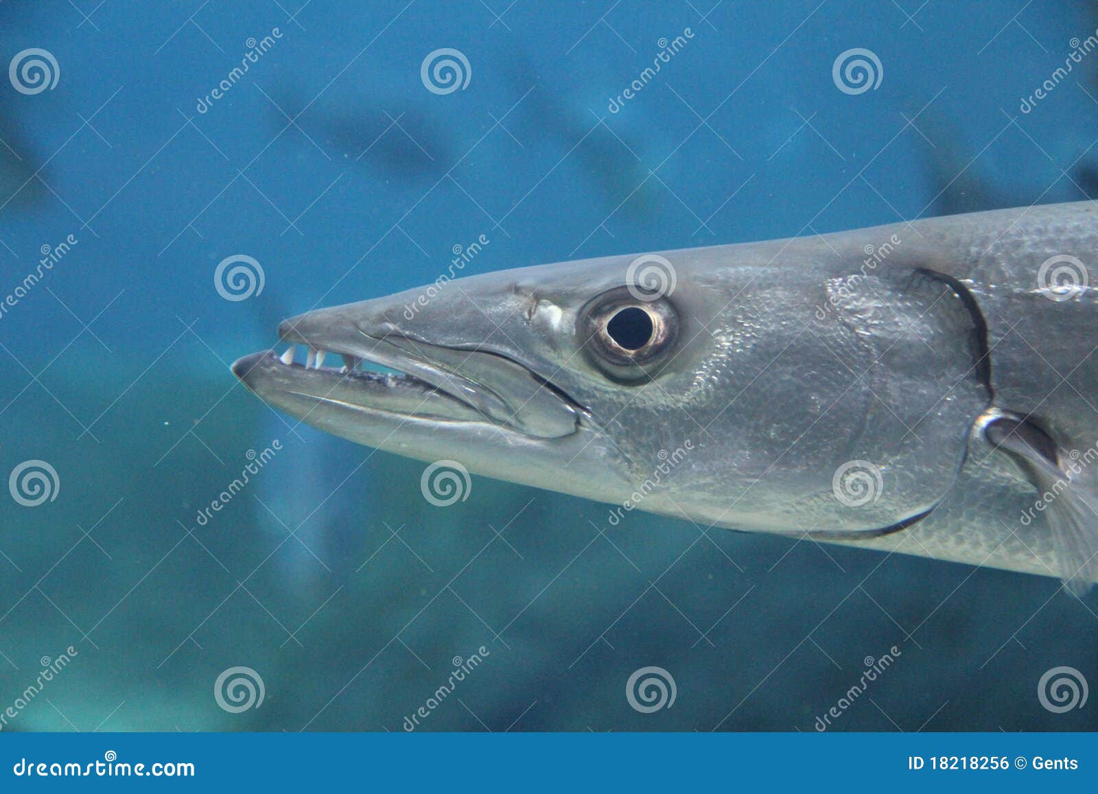 Kingfish stock photo. Image of ocean, water, marine, fish - 18218256