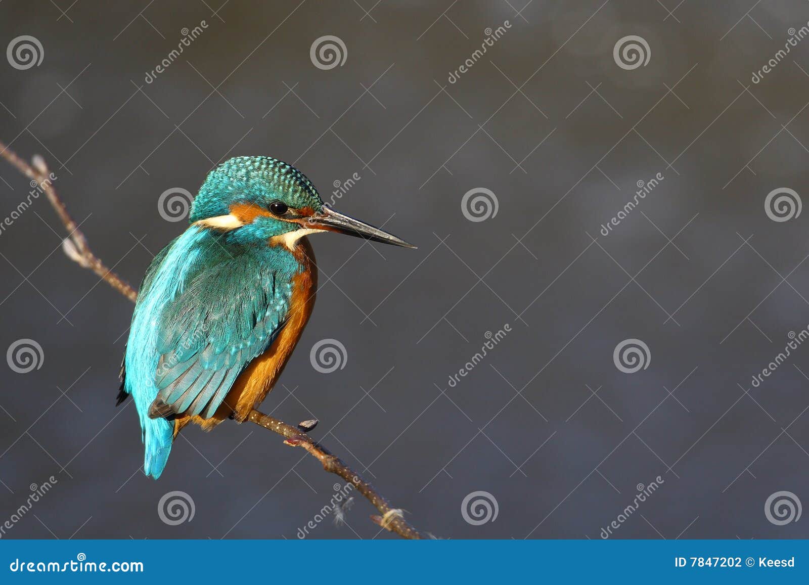 Kingfisher stock photo. Image of blue, small, kingfisher - 7847202