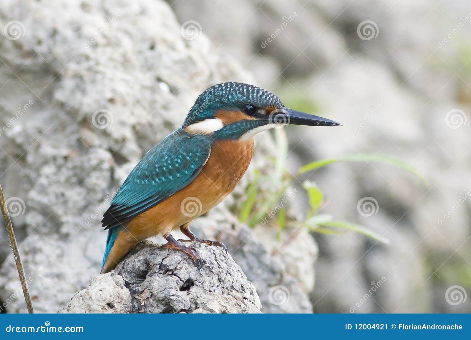 Kingfisher / Alcedo atthis stock image. Image of lake - 12004921