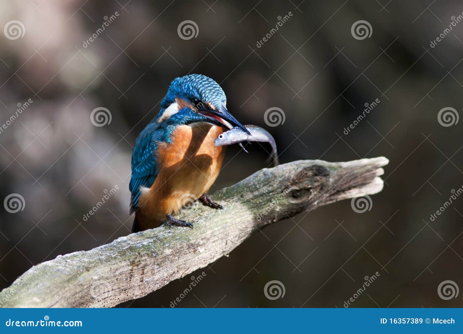 Kingfisher (Alcedo Atthis) Watching For Prey, Sitting On A Branch ...