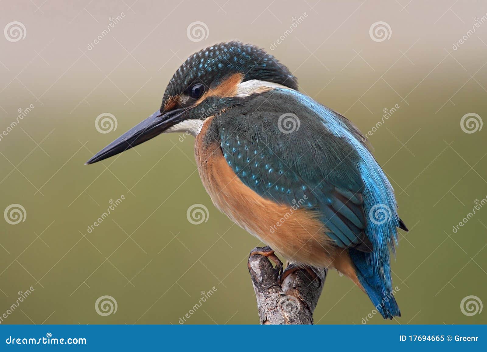 Kingfisher (Alcedo Atthis) Watching For Prey, Sitting On A Branch ...