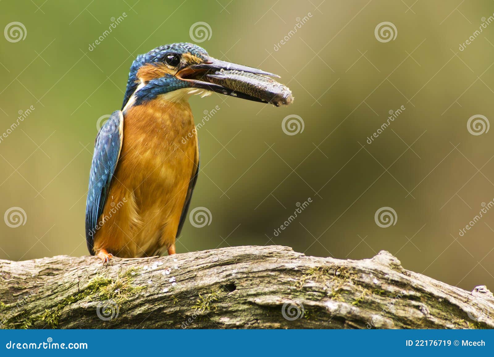 Kingfisher (Alcedo Atthis) Watching For Prey, Sitting On A Branch ...
