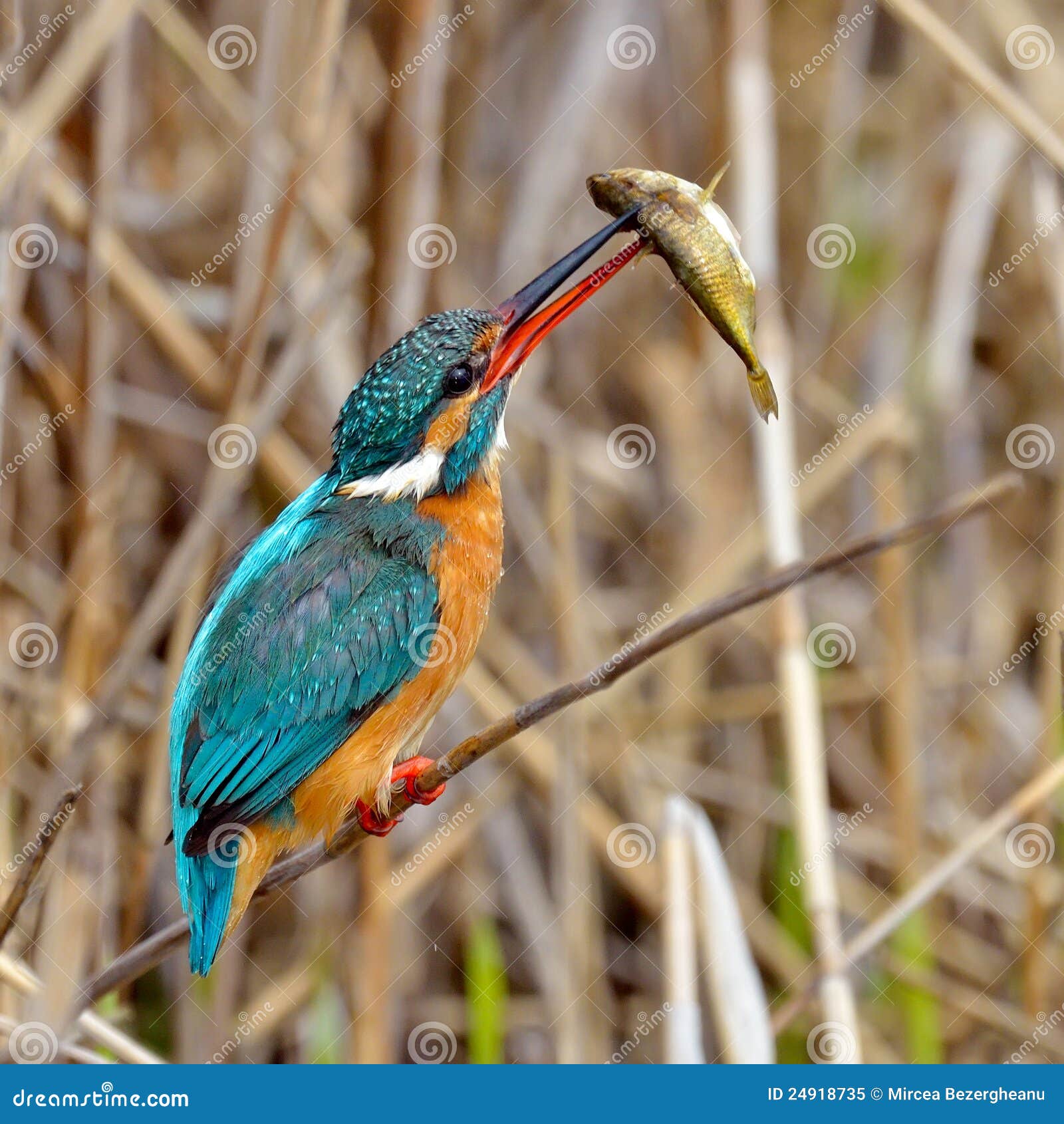 Kingfisher (alcedo atthis) stock image. Image of cristata - 24918735