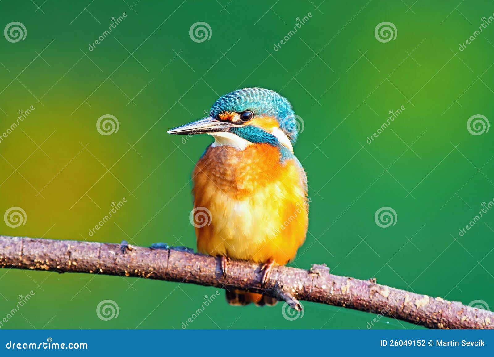Kingfisher (Alcedo atthis) stock photo. Image of dives - 26049152