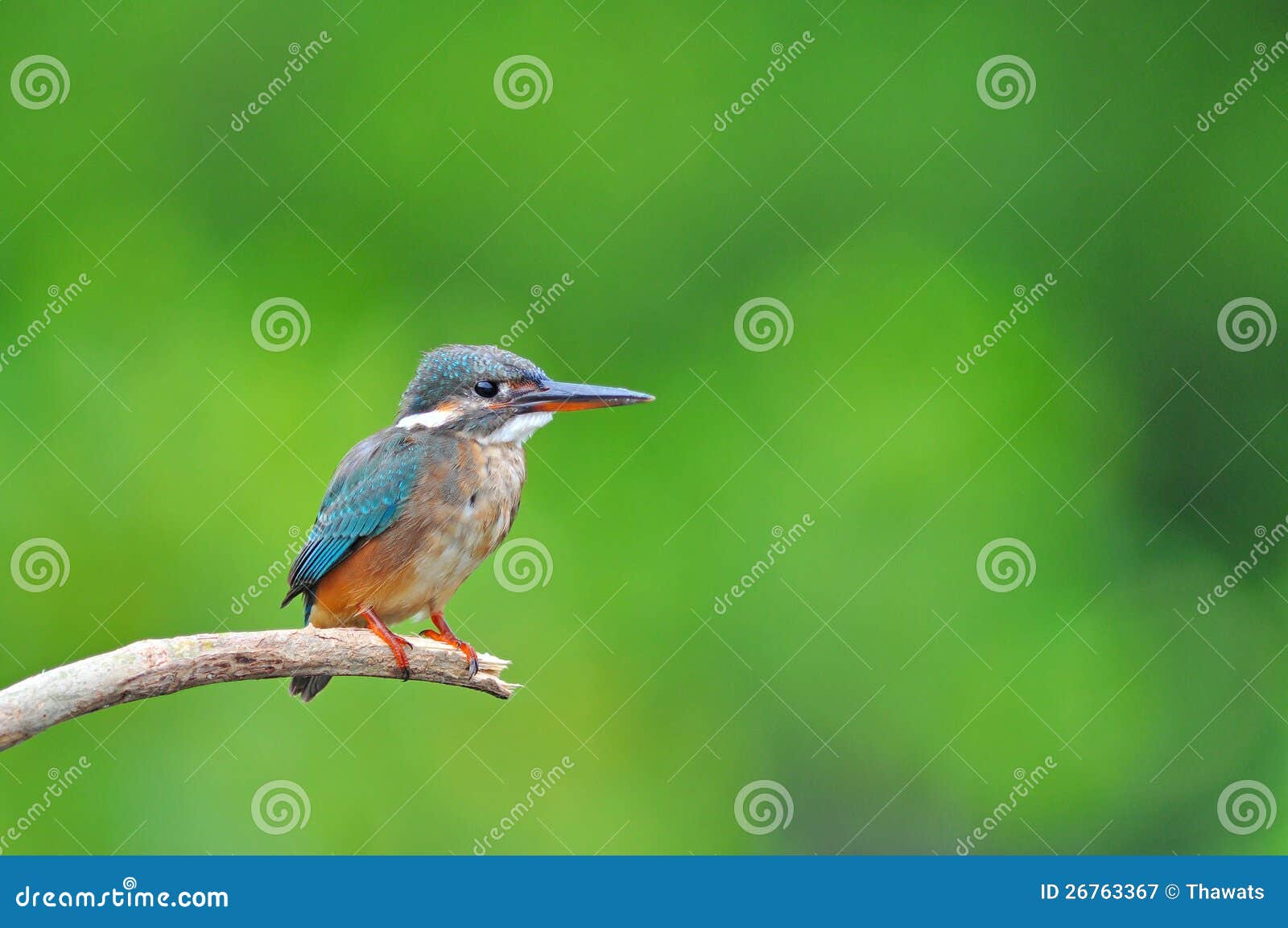 Kingfisher (Alcedo atthis) stock image. Image of multi - 26763367