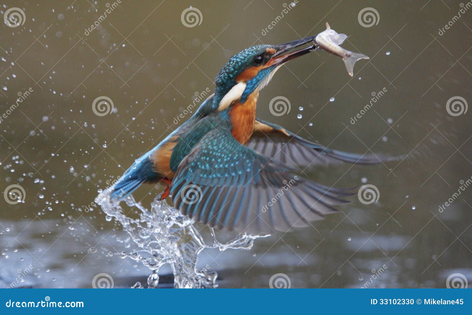 Kingfisher, Alcedo atthis stock photo. Image of british - 33102330