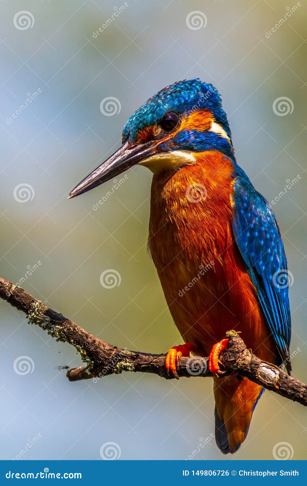 Kingfisher Alcedo atthis stock photo. Image of background - 149806726