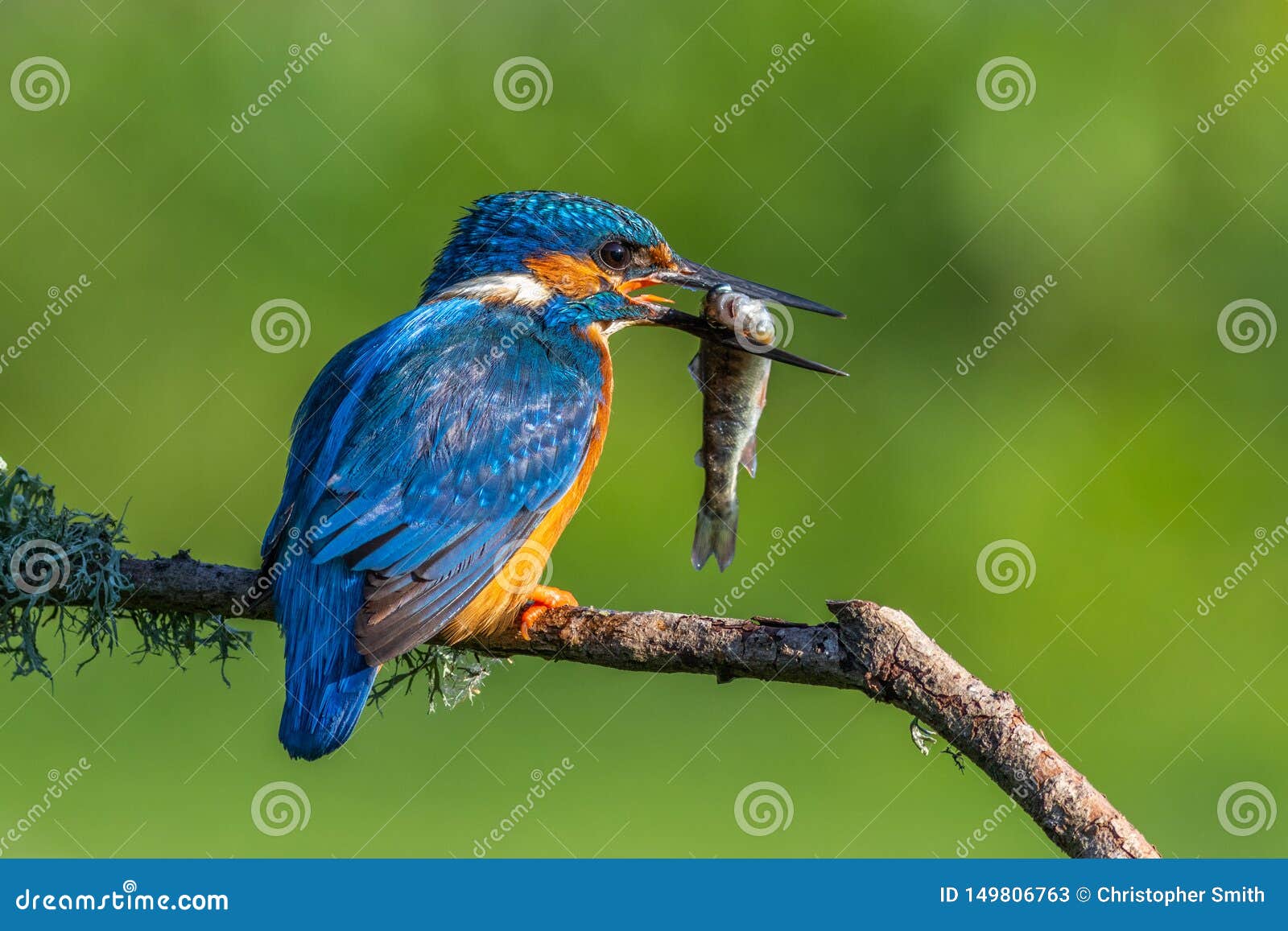 Kingfisher Alcedo atthis stock image. Image of male - 149806763
