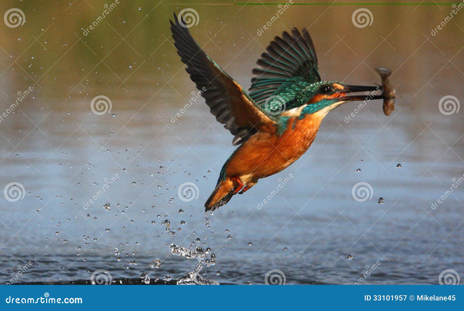 Kingfisher, Alcedo atthis stock image. Image of barbed - 33101957