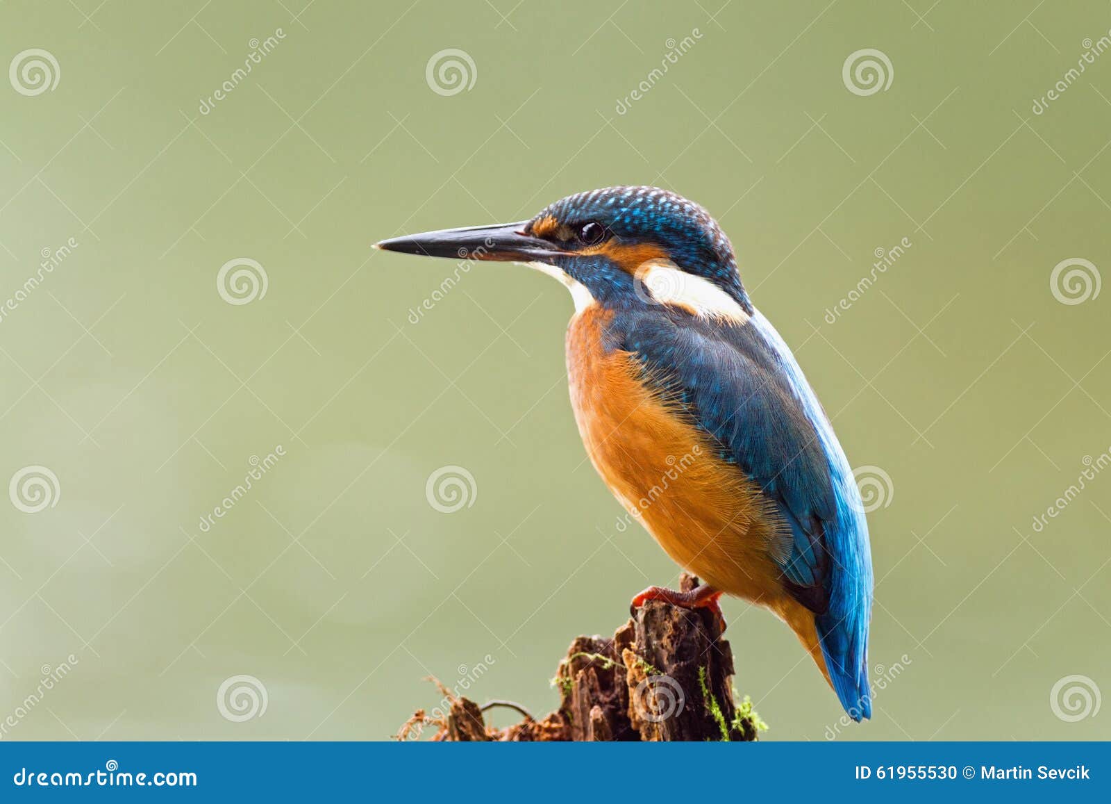 Kingfisher (Alcedo Atthis) Watching for Prey, Sitting on a Branch Stock ...