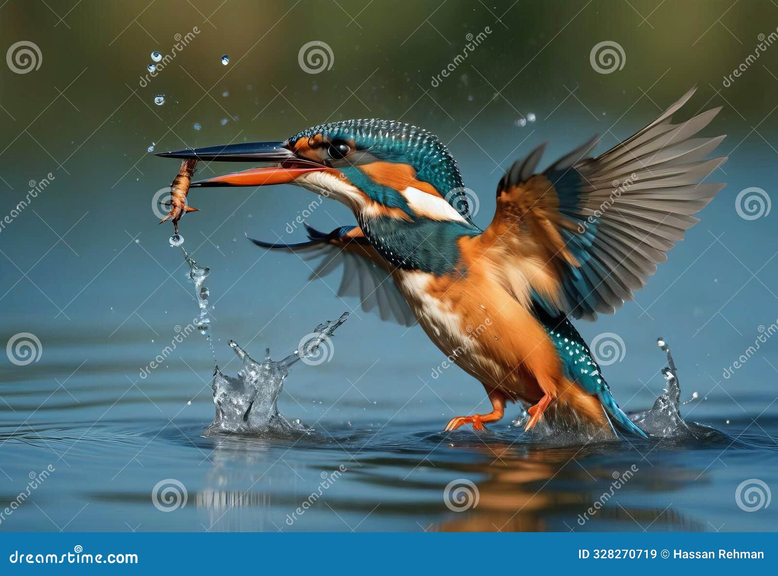Kingfisher Bird Diving Towards the Water Stock Illustration ...