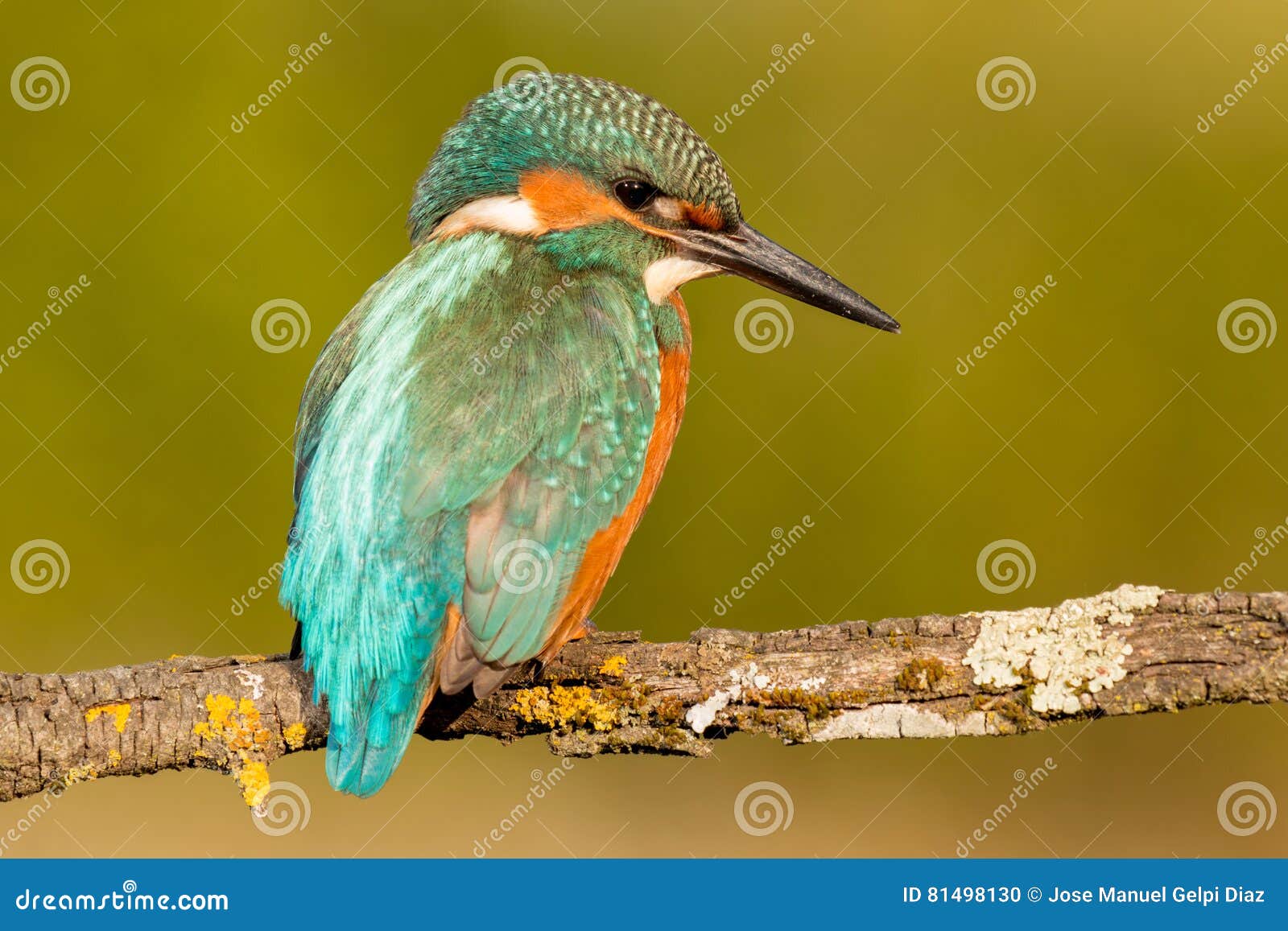 Kingfisher Bird Preening on a Branch Stock Photo - Image of europa ...