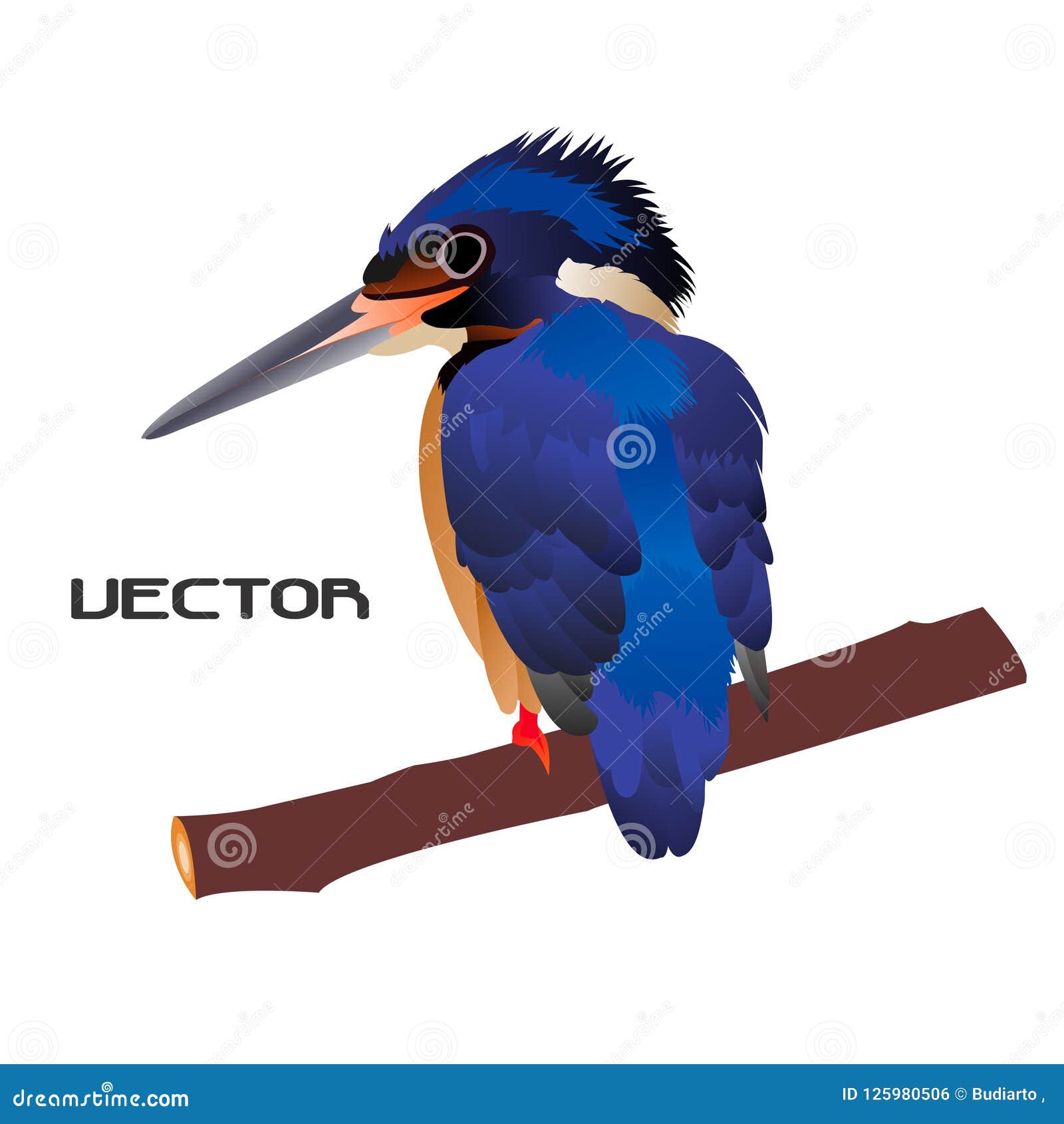 Kingfisher Bird vector stock vector. Illustration of king - 125980506