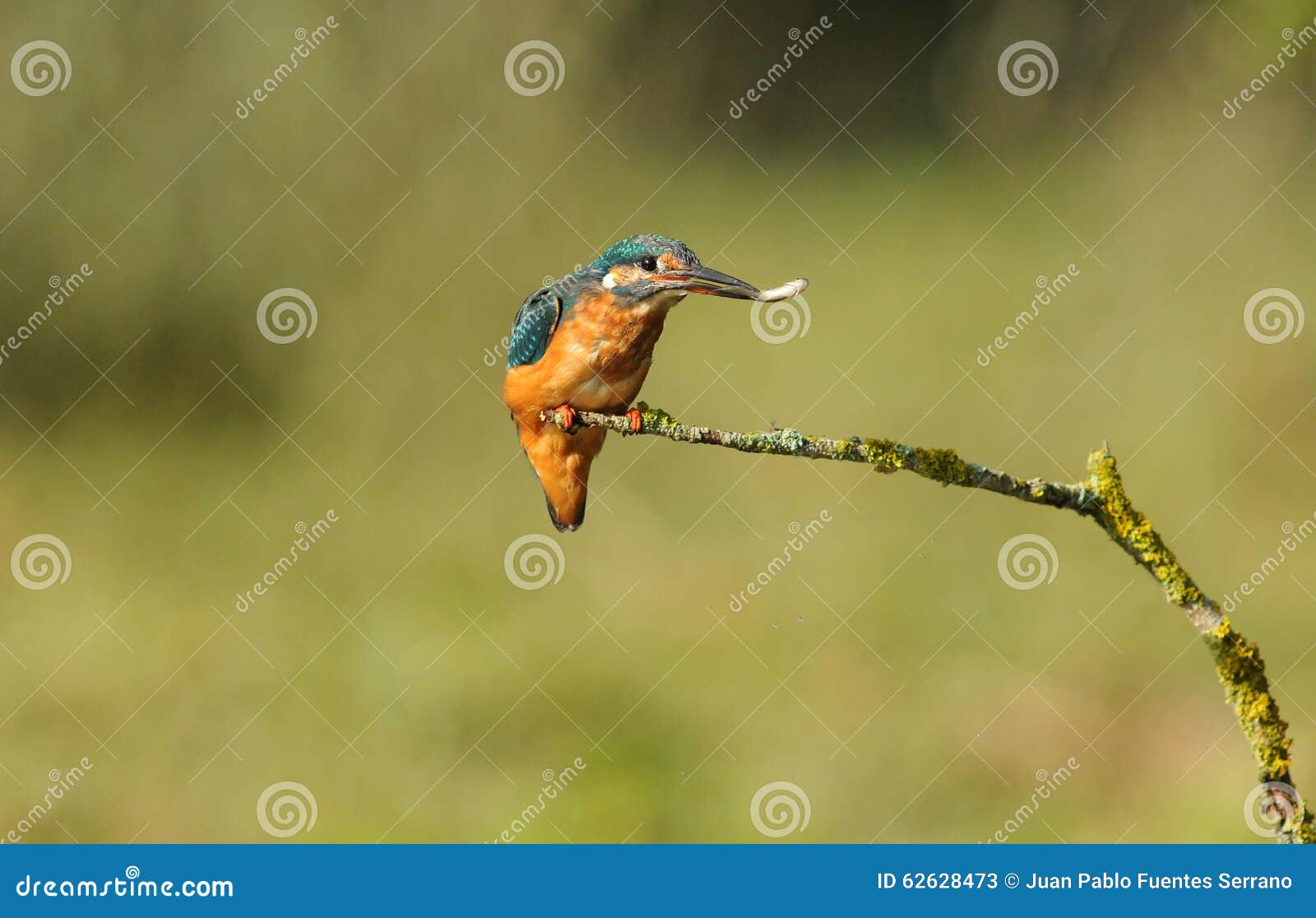 Kingfisher on the Branch with a Fish Stock Image - Image of perches ...