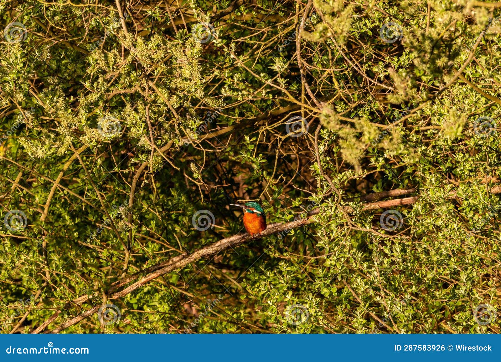 Kingfisher on a Branch Head Sideways Stock Photo - Image of kingfisher ...