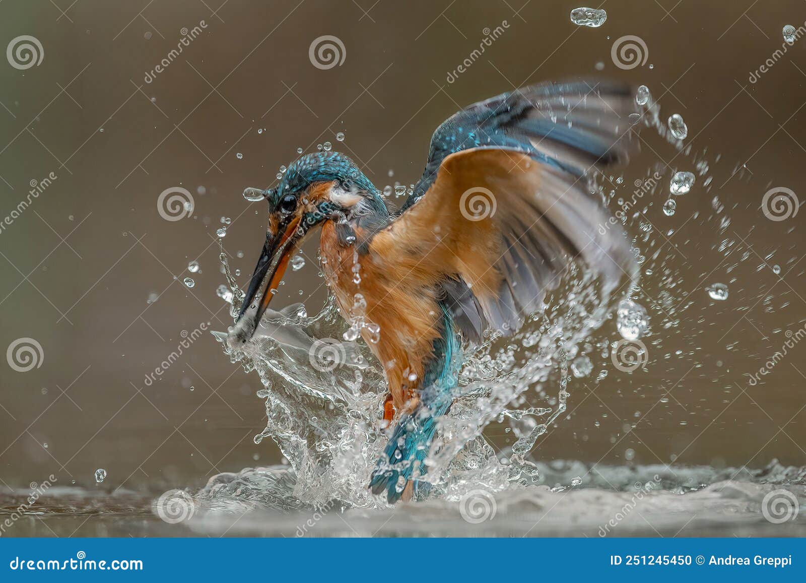 Kingfisher Catch Fish after it Dive Underwater Stock Photo - Image of ...