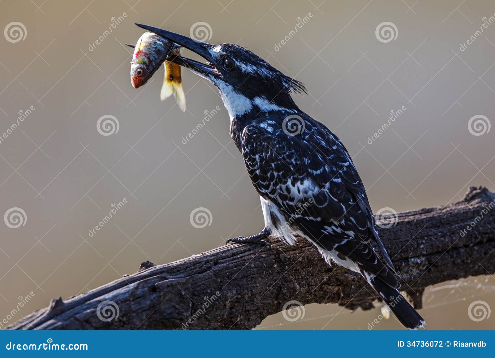 Kingfisher catch stock photo. Image of wildlife, kingfisher - 34736072