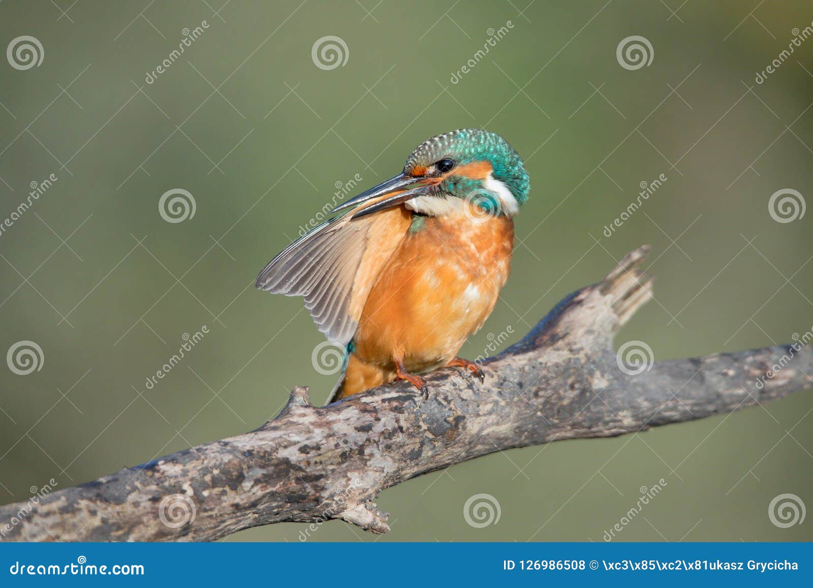 Kingfisher cleans himself stock photo. Image of prey - 126986508