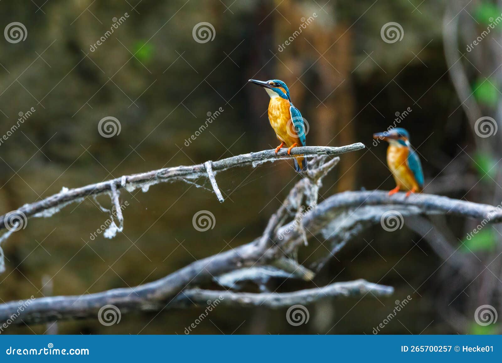 Kingfisher in the Danube Delta Stock Image - Image of hunters, animal ...