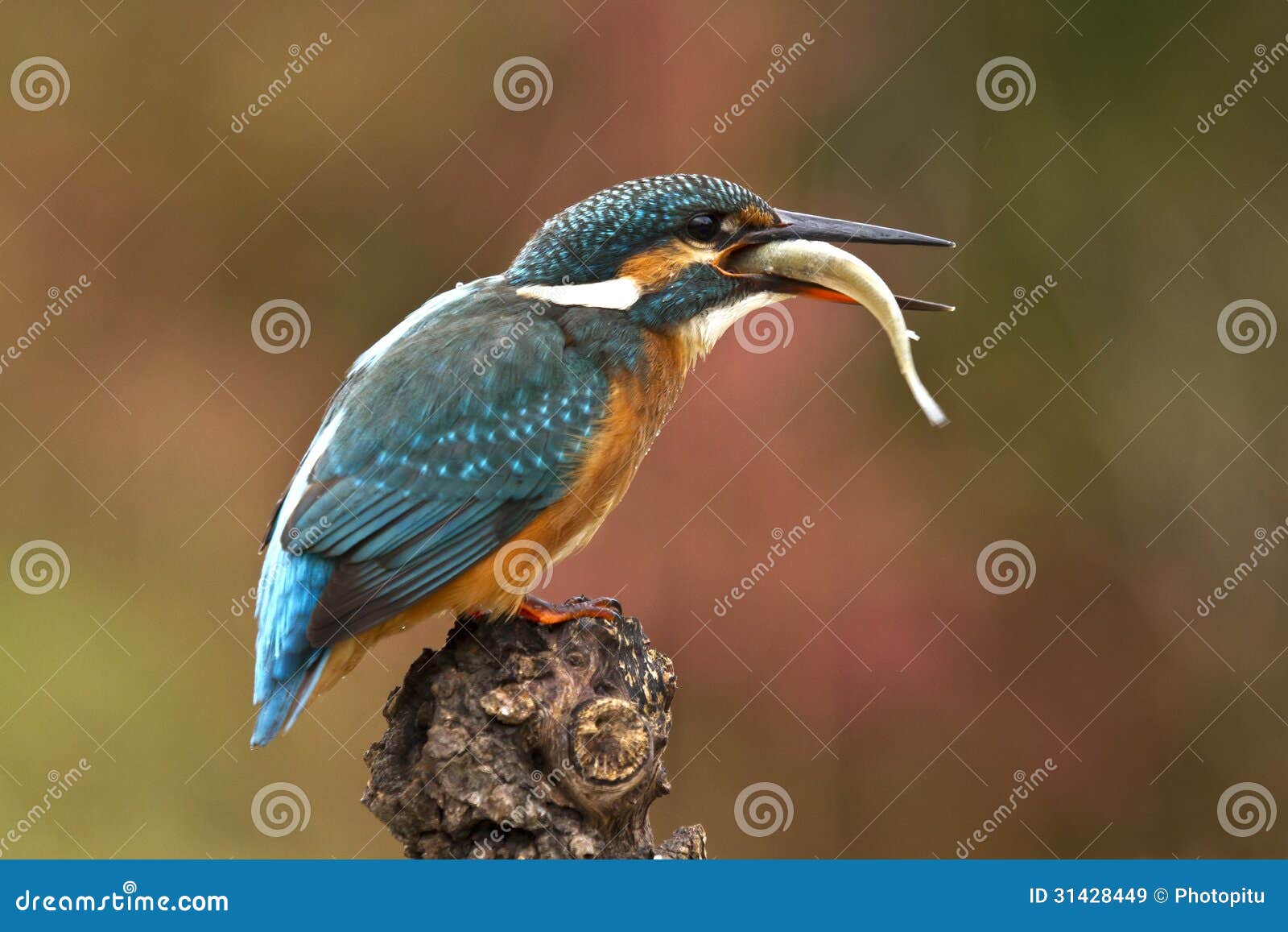 Kingfisher eating a fish stock image. Image of green - 31428449