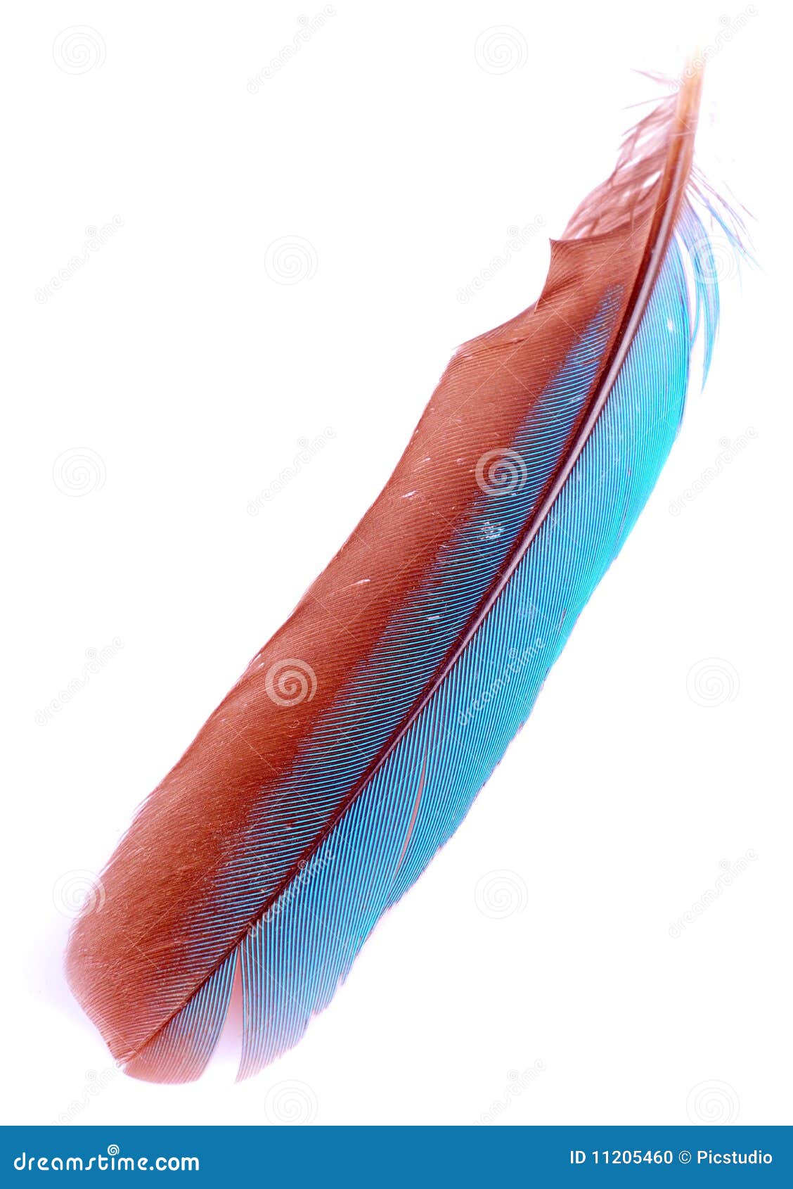 Kingfisher Feather Stock Photo - Image: 11205460
