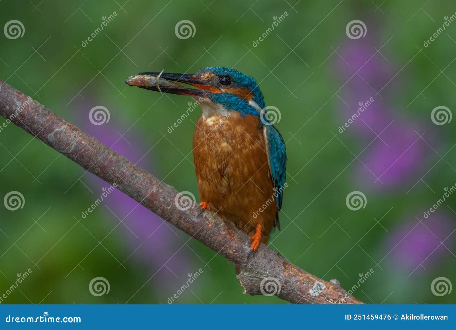 Kingfisher with a Fish on a Branch Stock Photo - Image of beauty ...