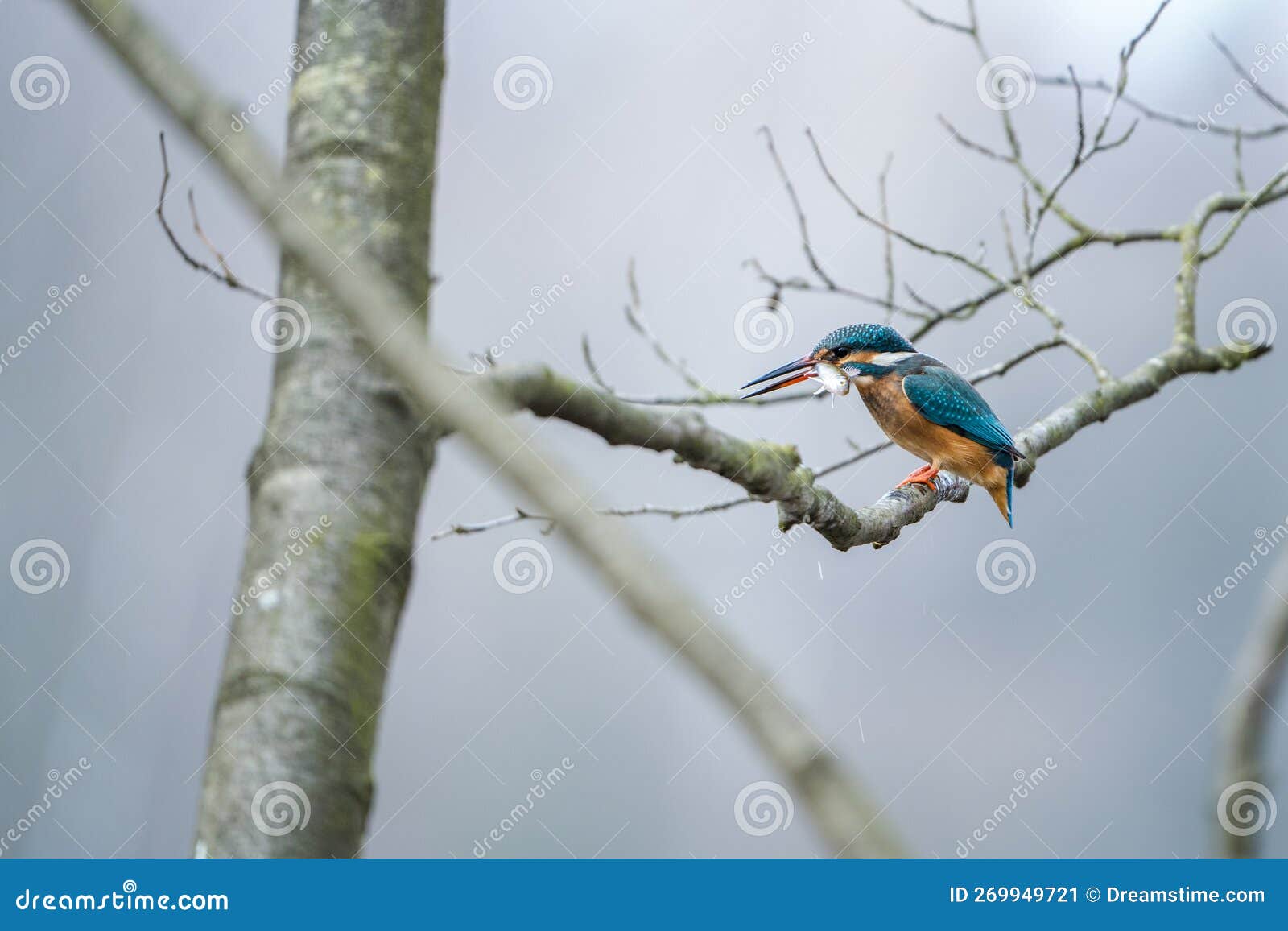 Kingfisher with a Fish in Its Beak Stock Image - Image of exotic ...