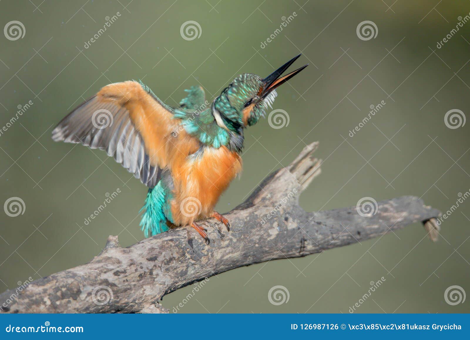 Kingfisher is shaking stock photo. Image of swallows - 126987126