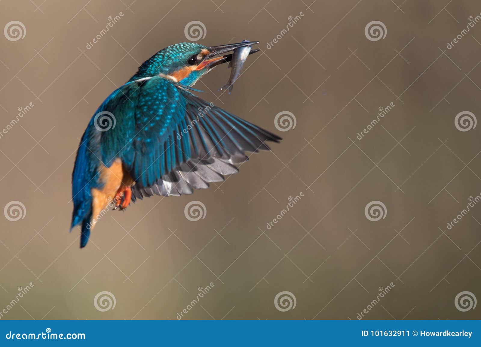 Kingfisher Fly by with Fish Stock Image - Image of nature, wildlife ...