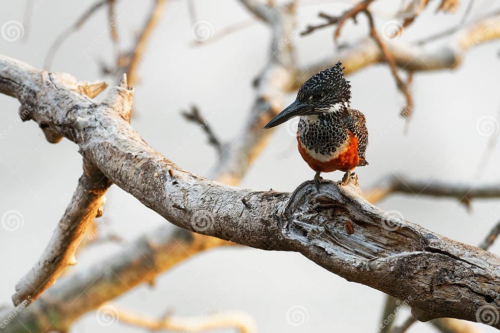 Kingfisher Gigante - Megaceryle Maxima é O Maior Rei-pescador Na África ... Kingfisher Gigante - Megaceryle Maxima é O Maior Rei-pescador Na África ...