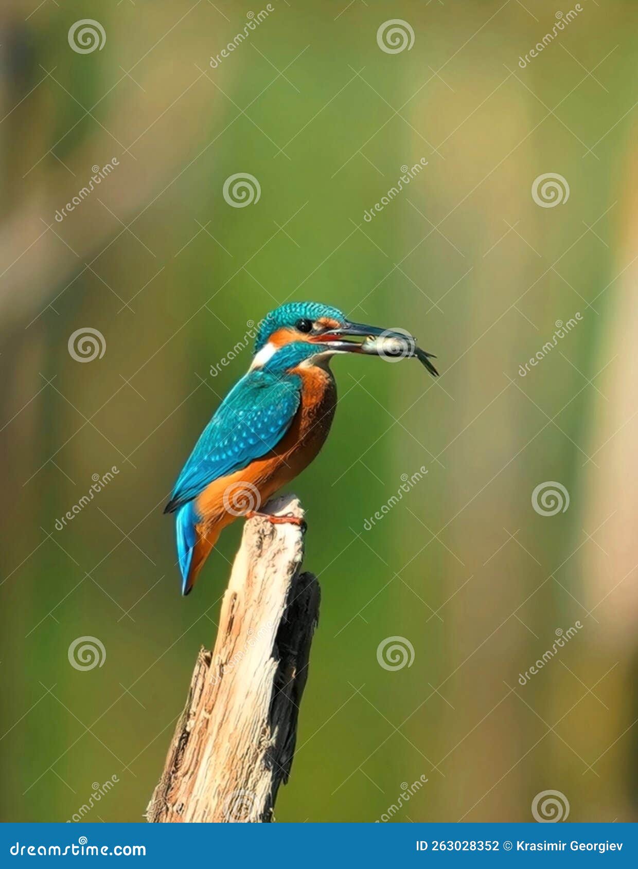 Littie Fish Stock Photos - Free & Royalty-Free Stock Photos from Dreamstime