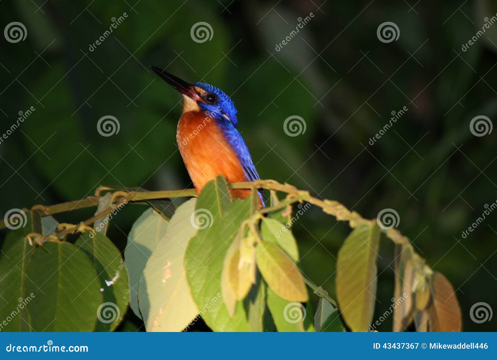 Kingfisher at night stock image. Image of kinabatangan - 43437367