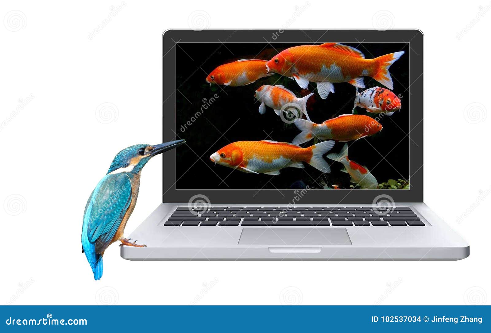 Kingfisher and Notebook Computer Stock Photo - Image of fishes, atthis ...