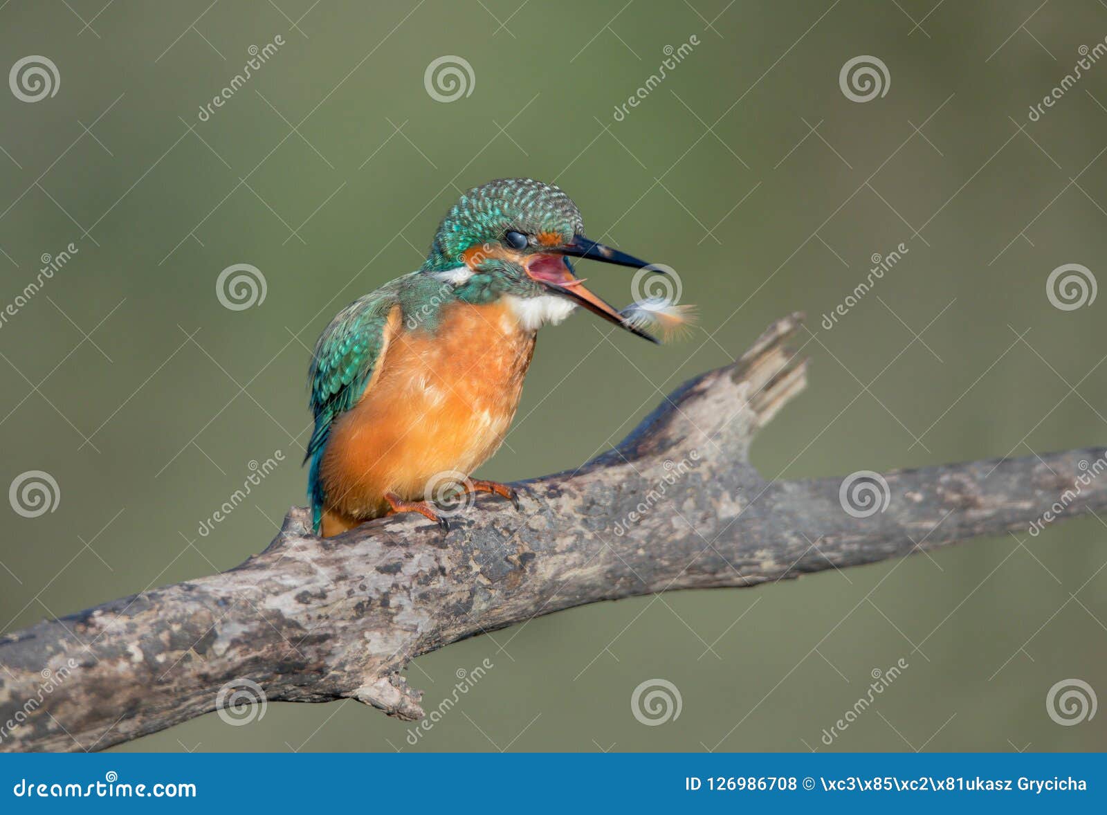 Kingfisher Spits Out a Feather Stock Photo - Image of feather, wings ...